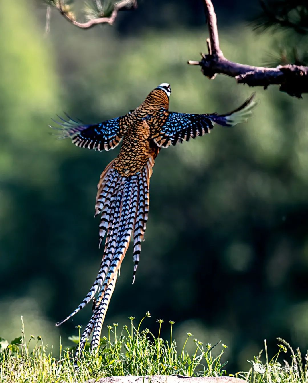 The legendary phoenix bird - iNEWS