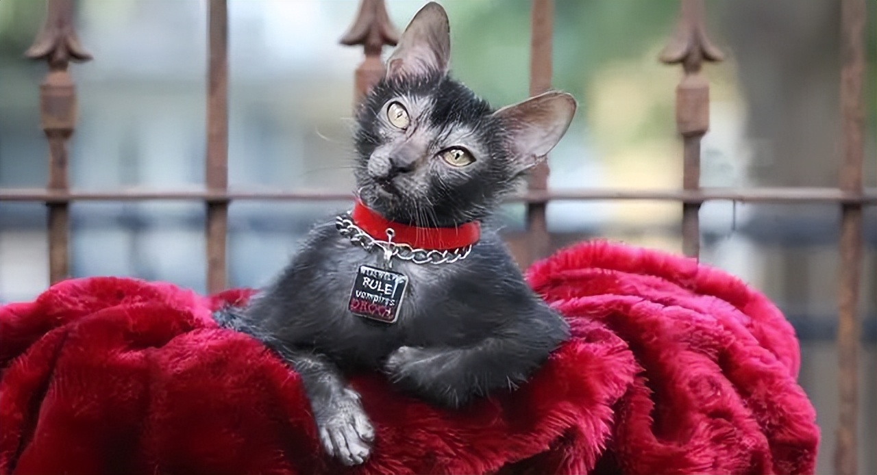 Werewolf cats: Rare and mysterious wonderful creatures, meet the rare ...