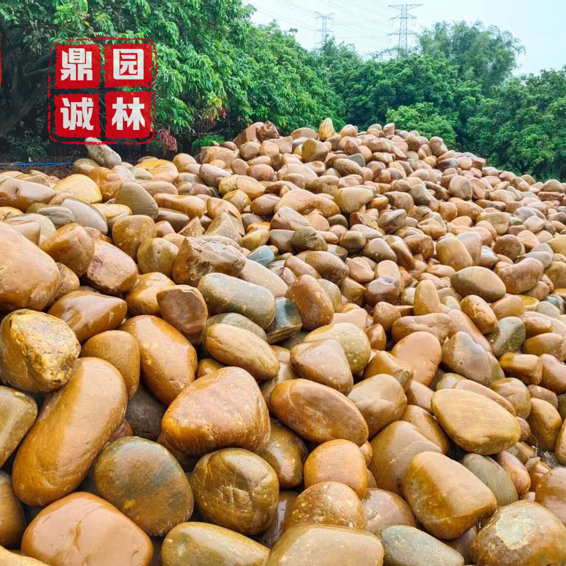 Yellow wax stone - the fashion frontier of garden landscape - iNEWS