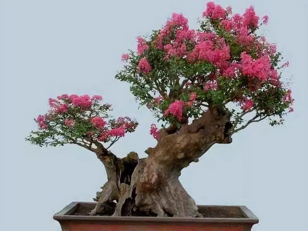 As the saying goes, if you plant a good tree in front of your door ...