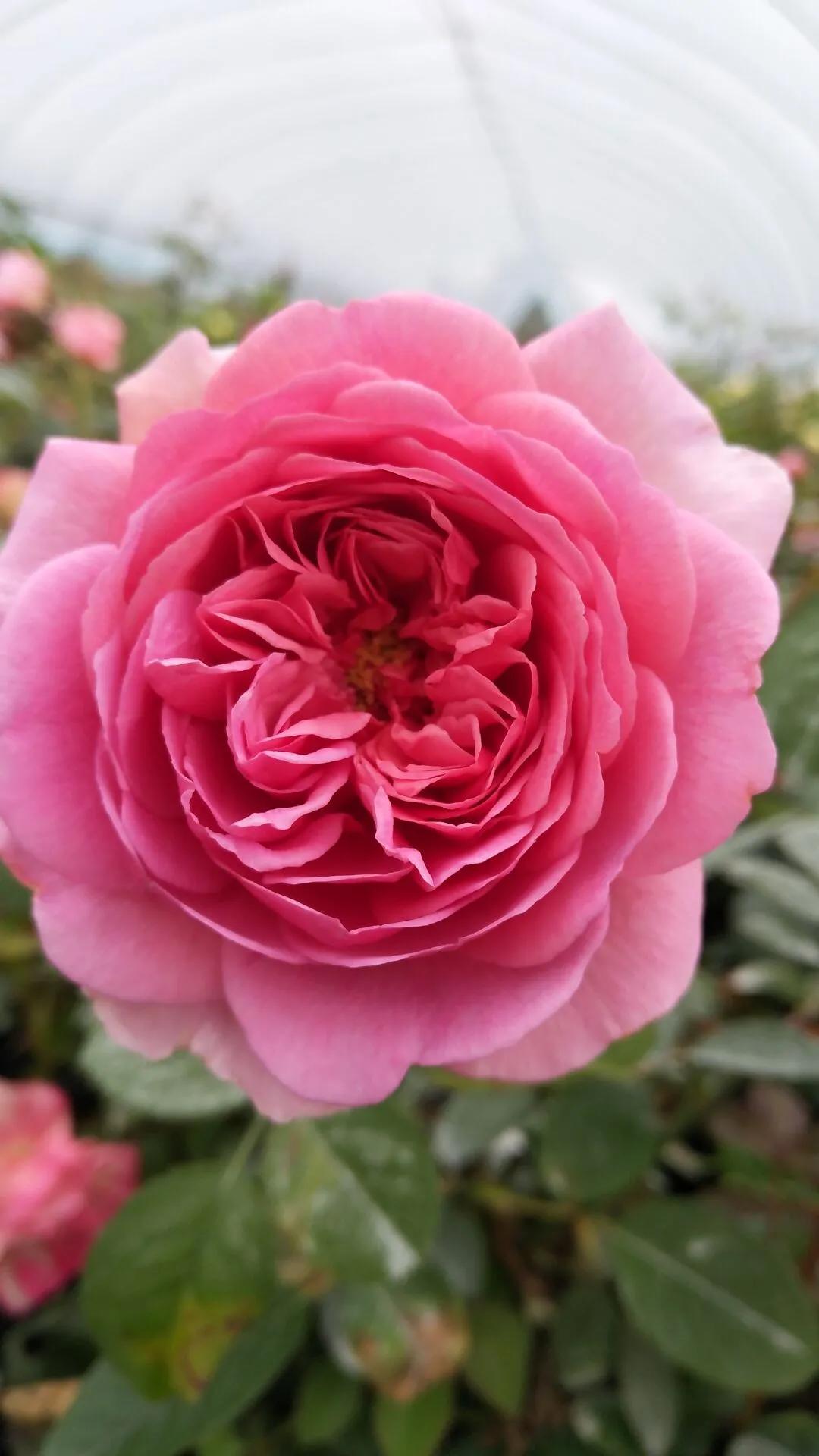 Advantages and disadvantages of Austin rose - iMedia