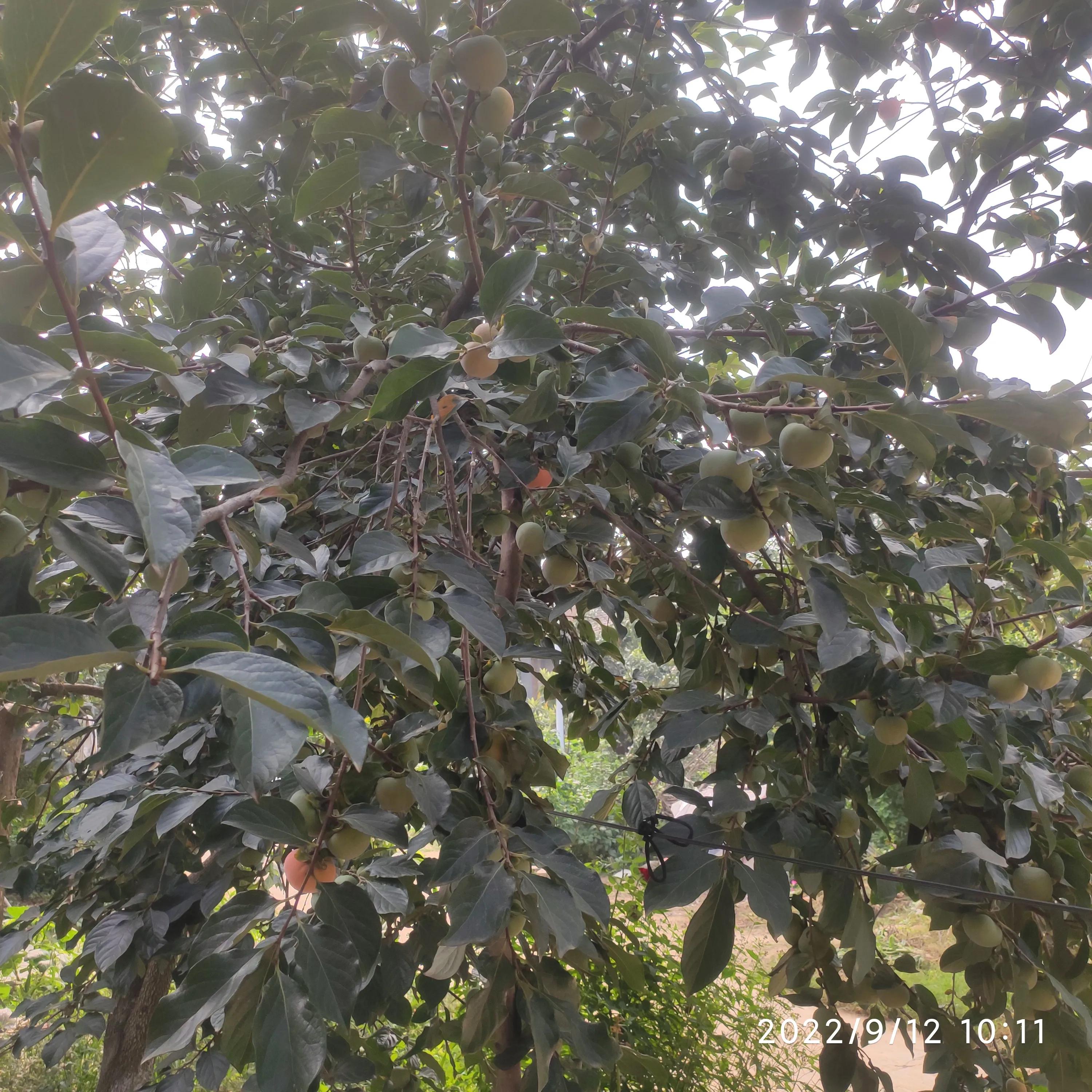 Qilu Mid-Autumn Township Down - iNEWS