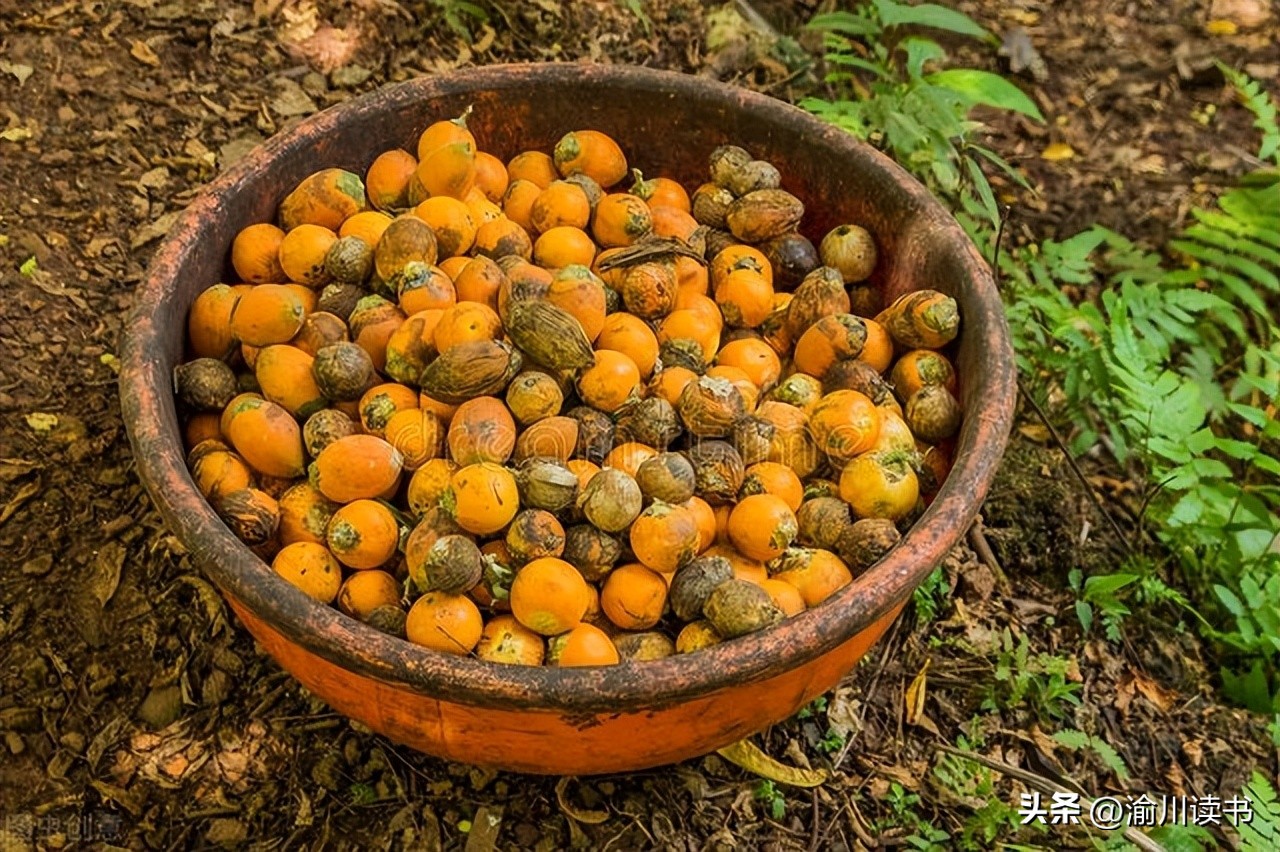 Medicine and food: the history of betel nut in China - iNEWS