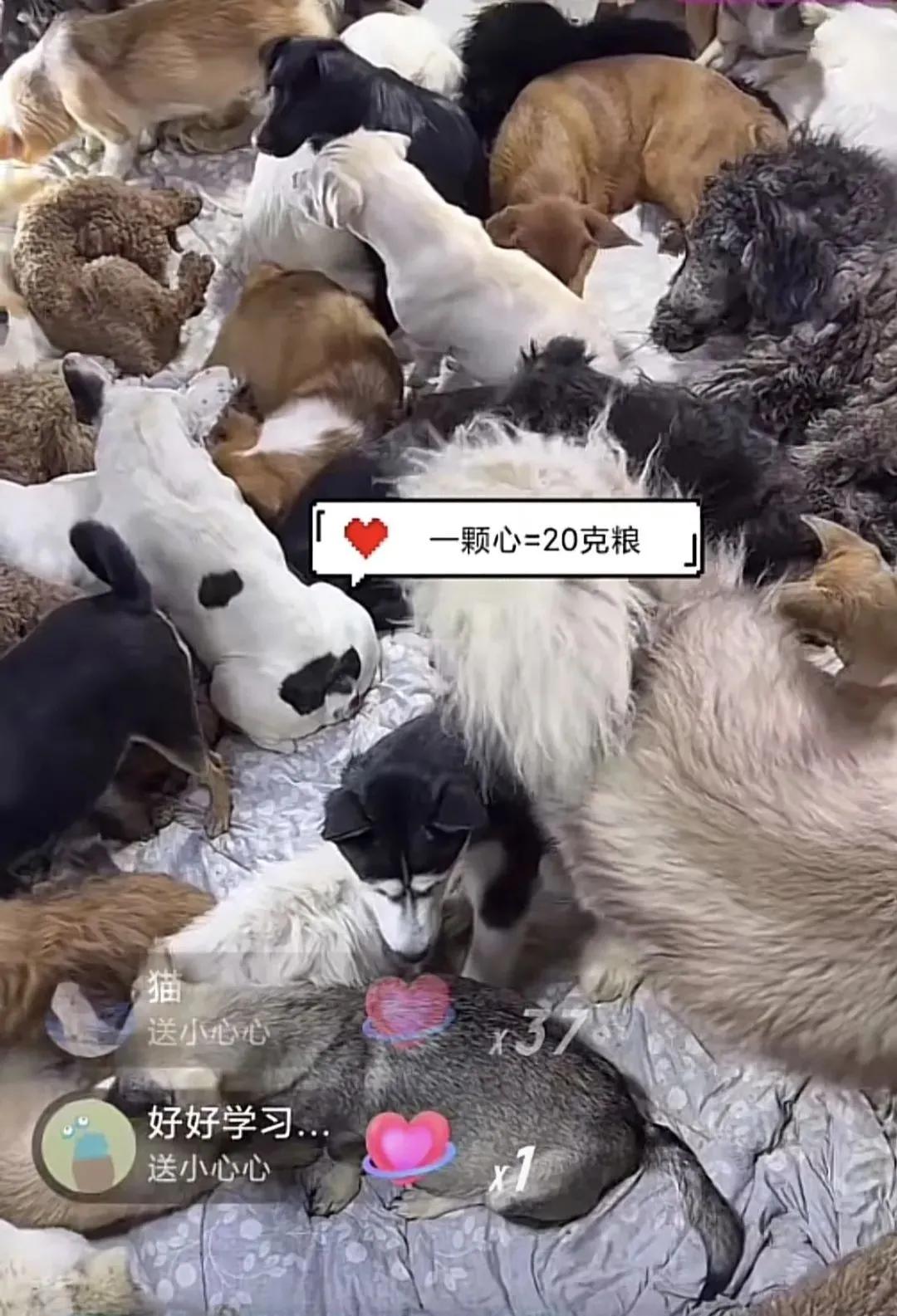 Dog dealers role-play pet rescue agencies, and rescue stray animals for ...