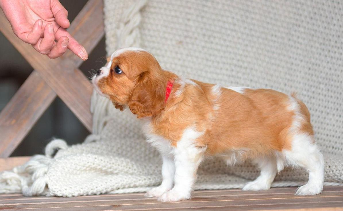 The "favorite" dogs of the older generation, raise them and take you to ...