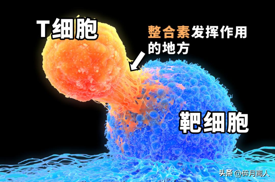 More sleep makes immune cells kill enemies more efficiently - iNEWS
