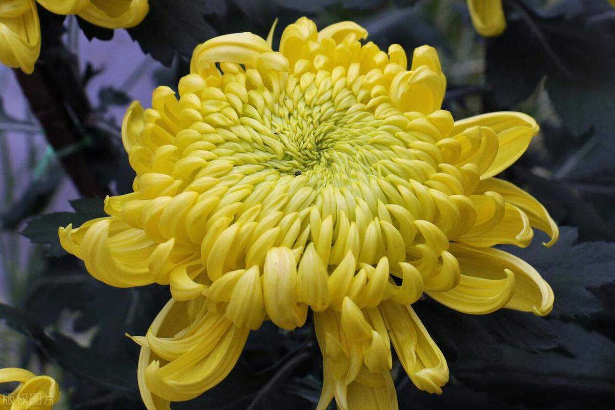 Wildflowers that can be seen everywhere in the countryside are super ...