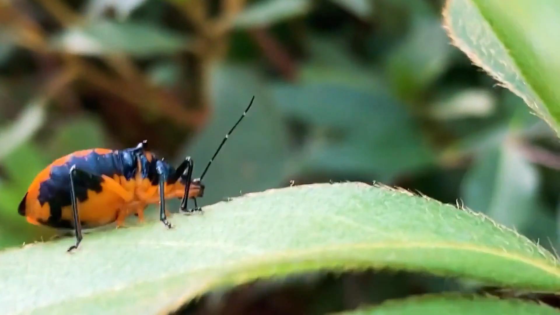 Little bugs have great effect, turning useless into useful, the value ...