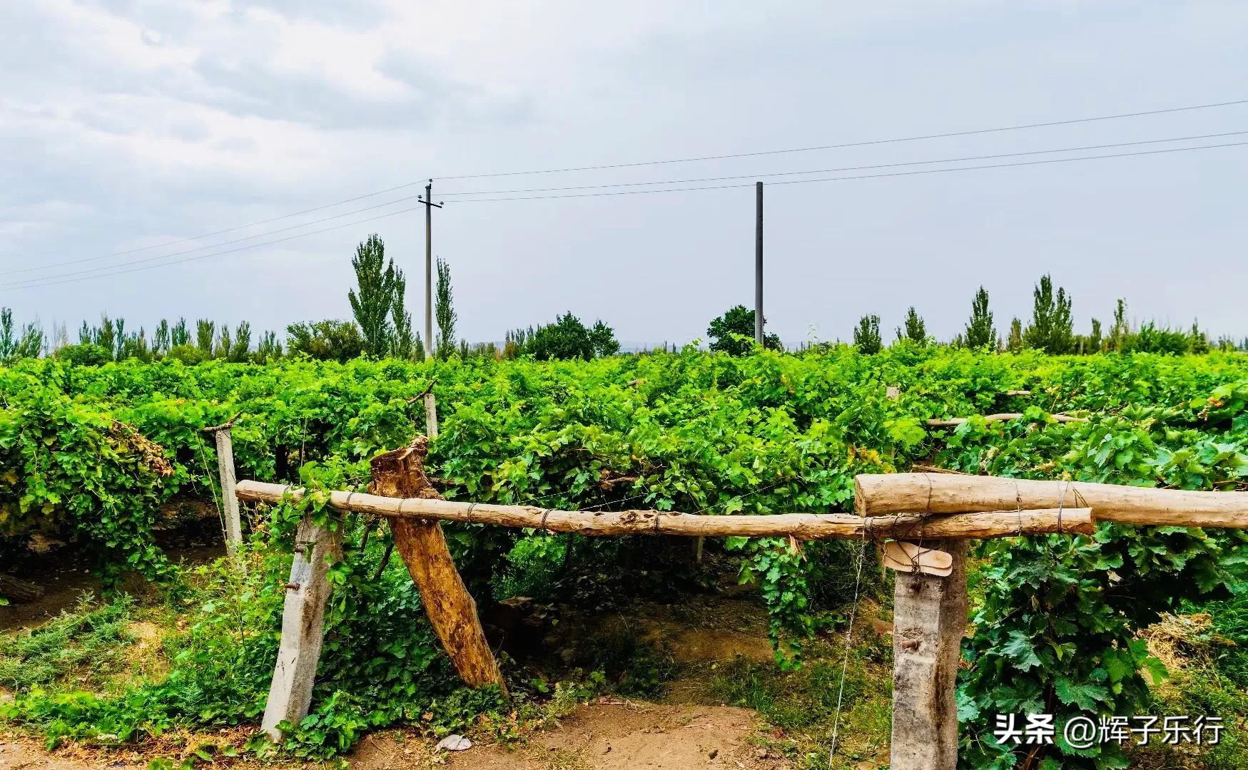 The sweetest grapes in the world are produced in Turpan, Xinjiang - iNEWS
