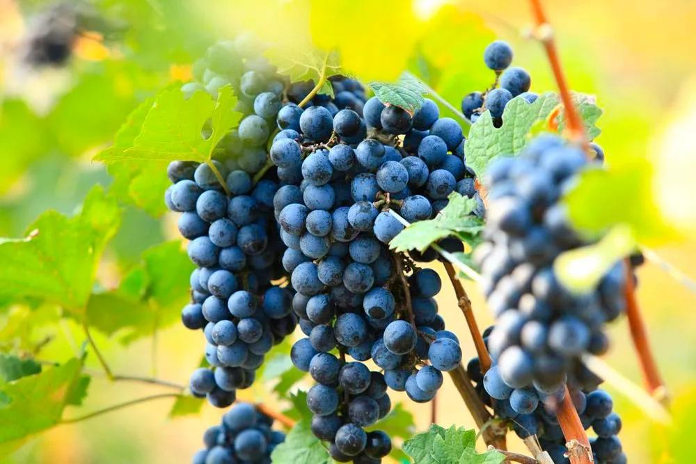 The grapes that my grandmother secretly picked for me from the yard of ...