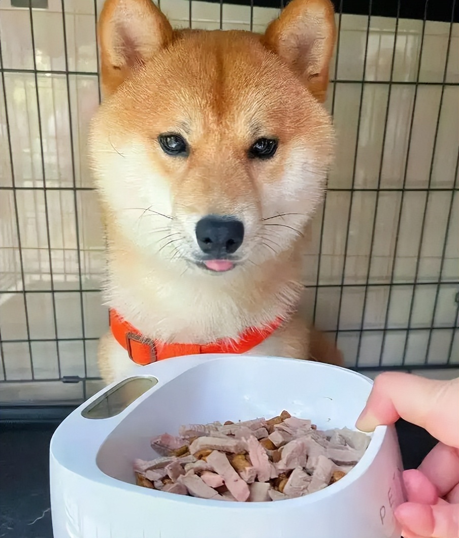 Shiba Inu, you are my god!Raise a Shiba Inu - iNEWS