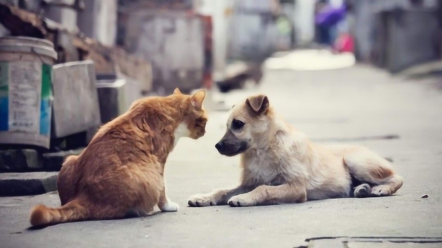 Why do cats hate dogs, but dogs love cats? Exploring the mystery behind ...