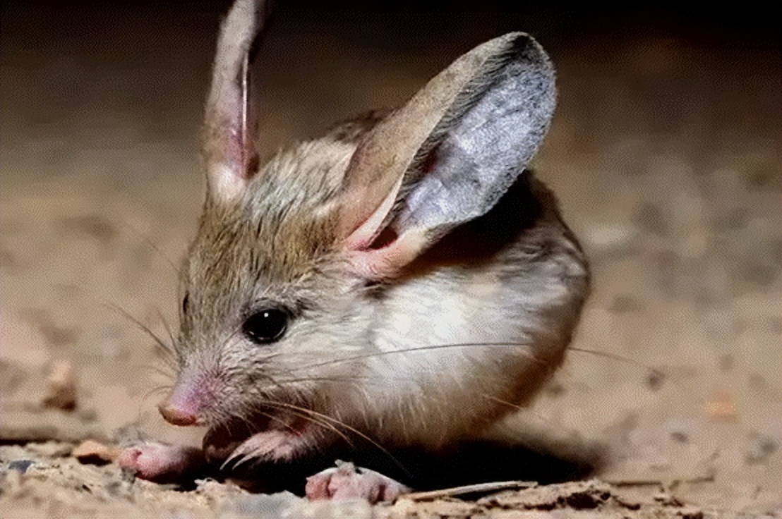 Tourists photographed the desert "elf rat", which is now critically ...