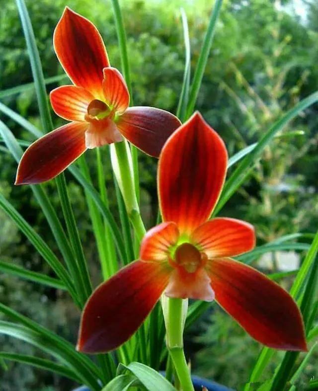 Ruby Orchid - iNEWS