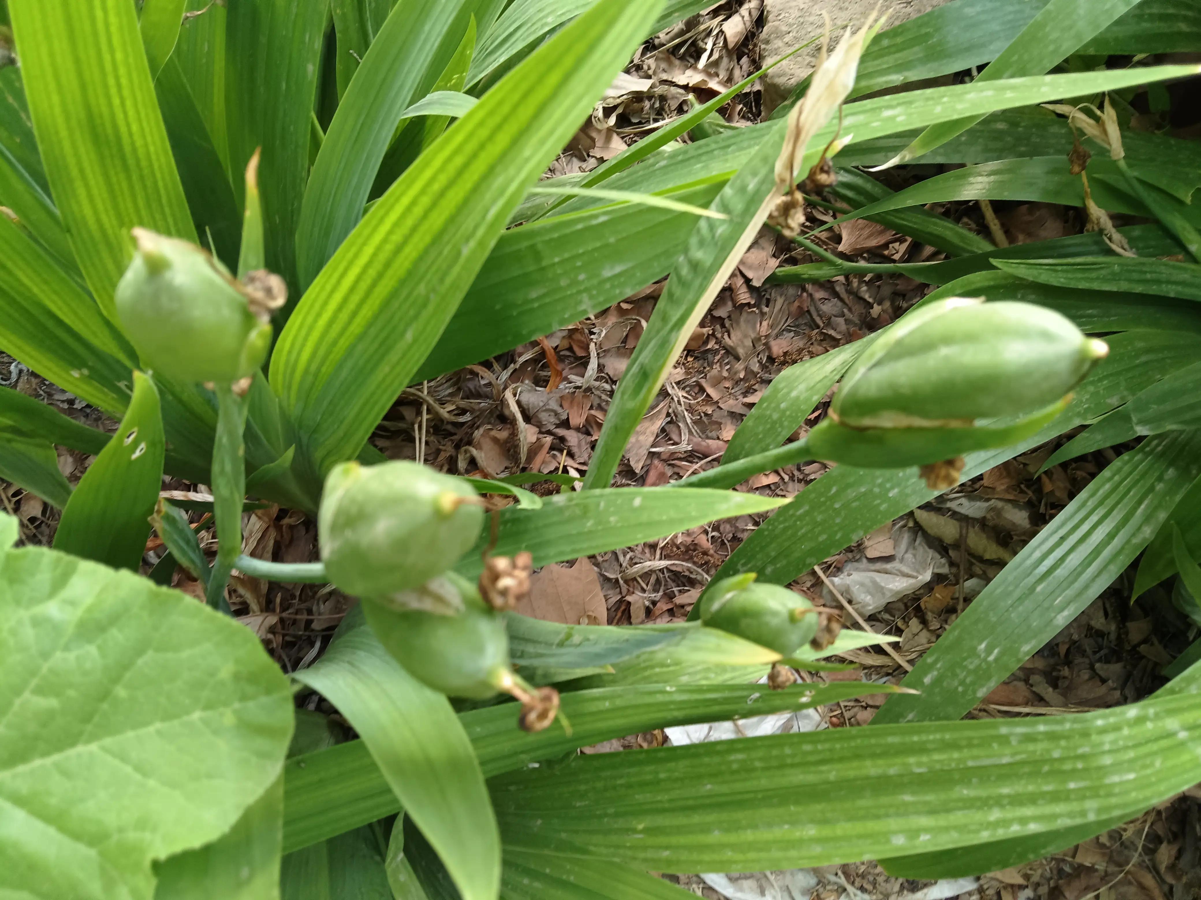 Iris, bearing fruit - iMedia