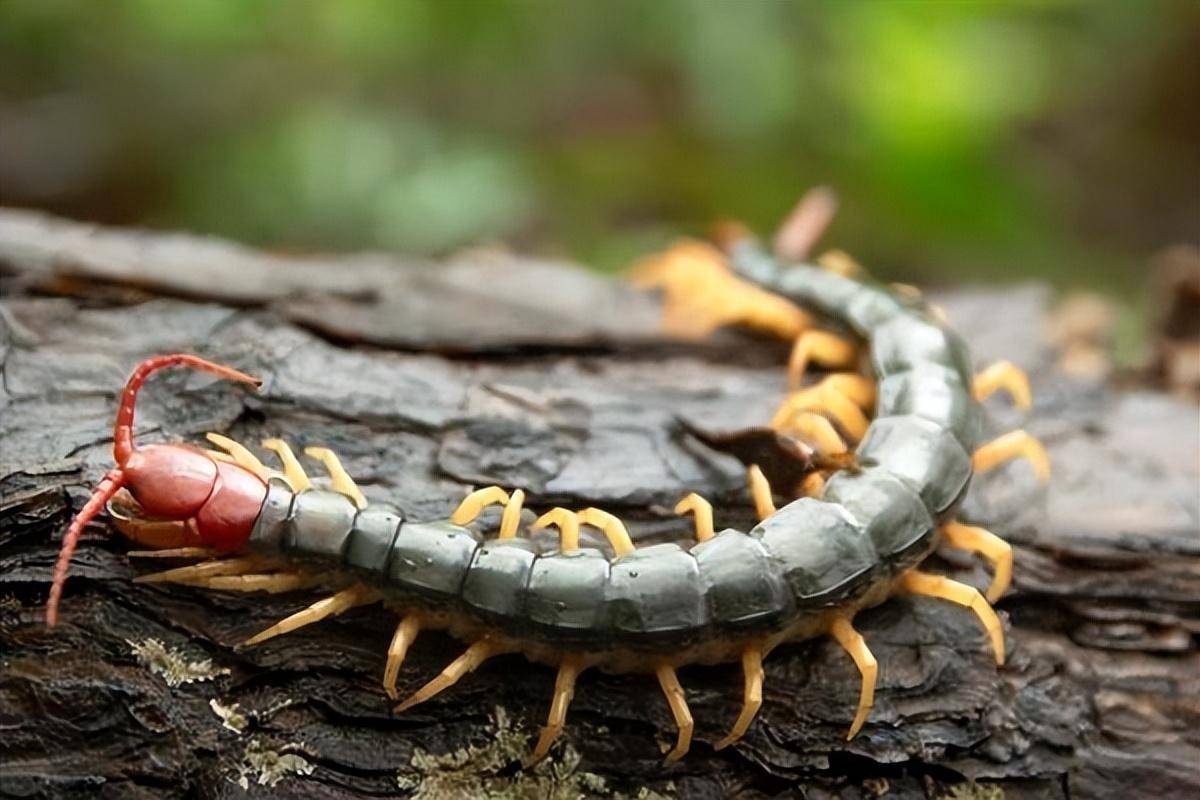As one of the five poisons, centipede is poisonous to death. Why can't ...