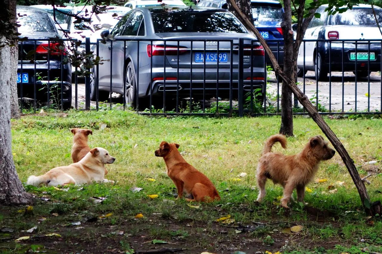 They, these four loyal and sensible stray dogs - iNEWS