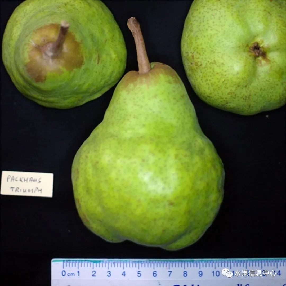 What is the origin of the ugly pear, which is so ugly but tastes like ...