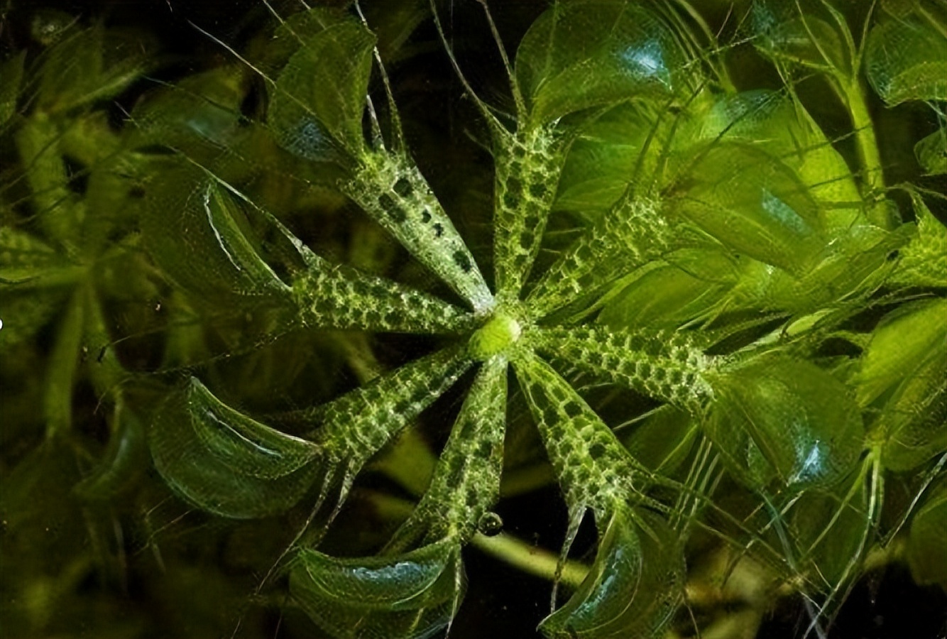 Research on phytoplankton and zooplankton based on abiotic stress - iNEWS