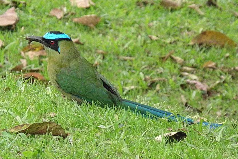 The beauty of nature: the blue-topped emerald bird - iMedia