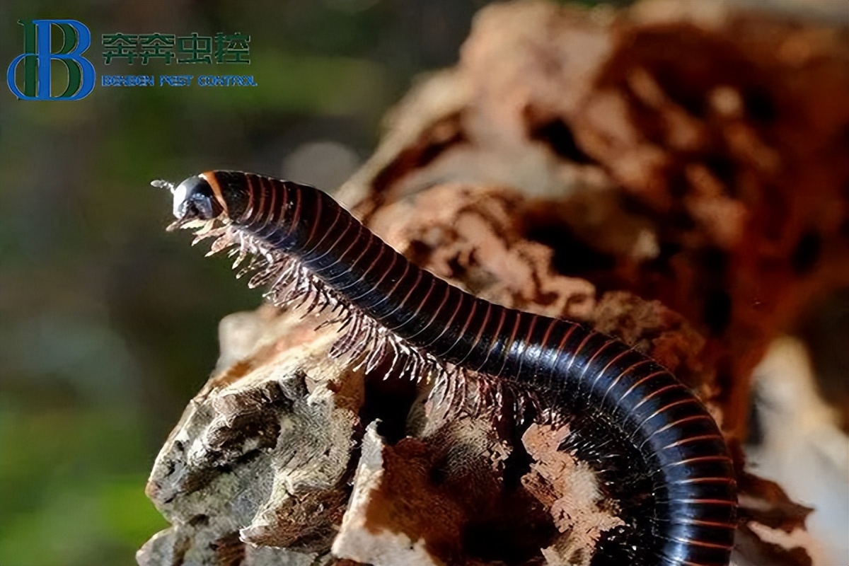"Benben Pest Control"How to control millipedes? - iNEWS