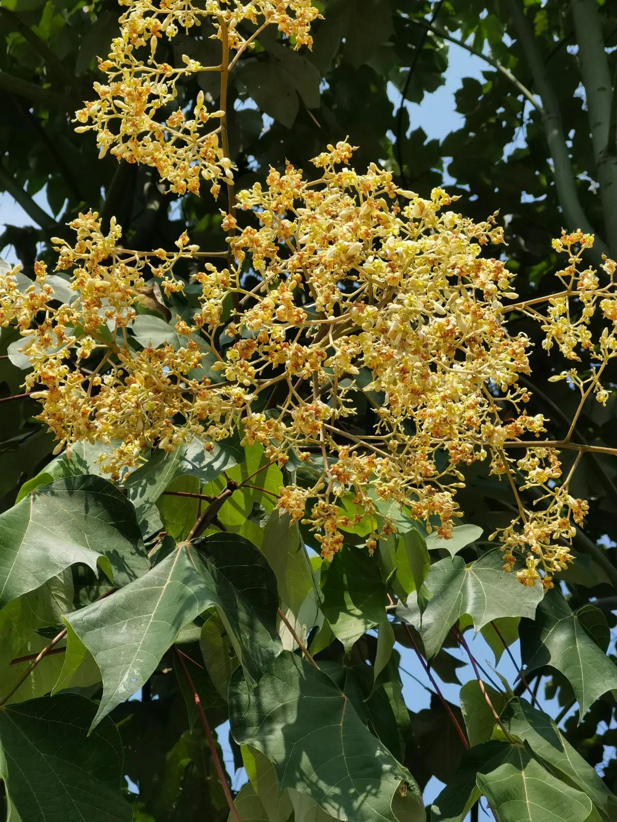 What are the plants in Wang Zengqi's works——tung flower - iMedia