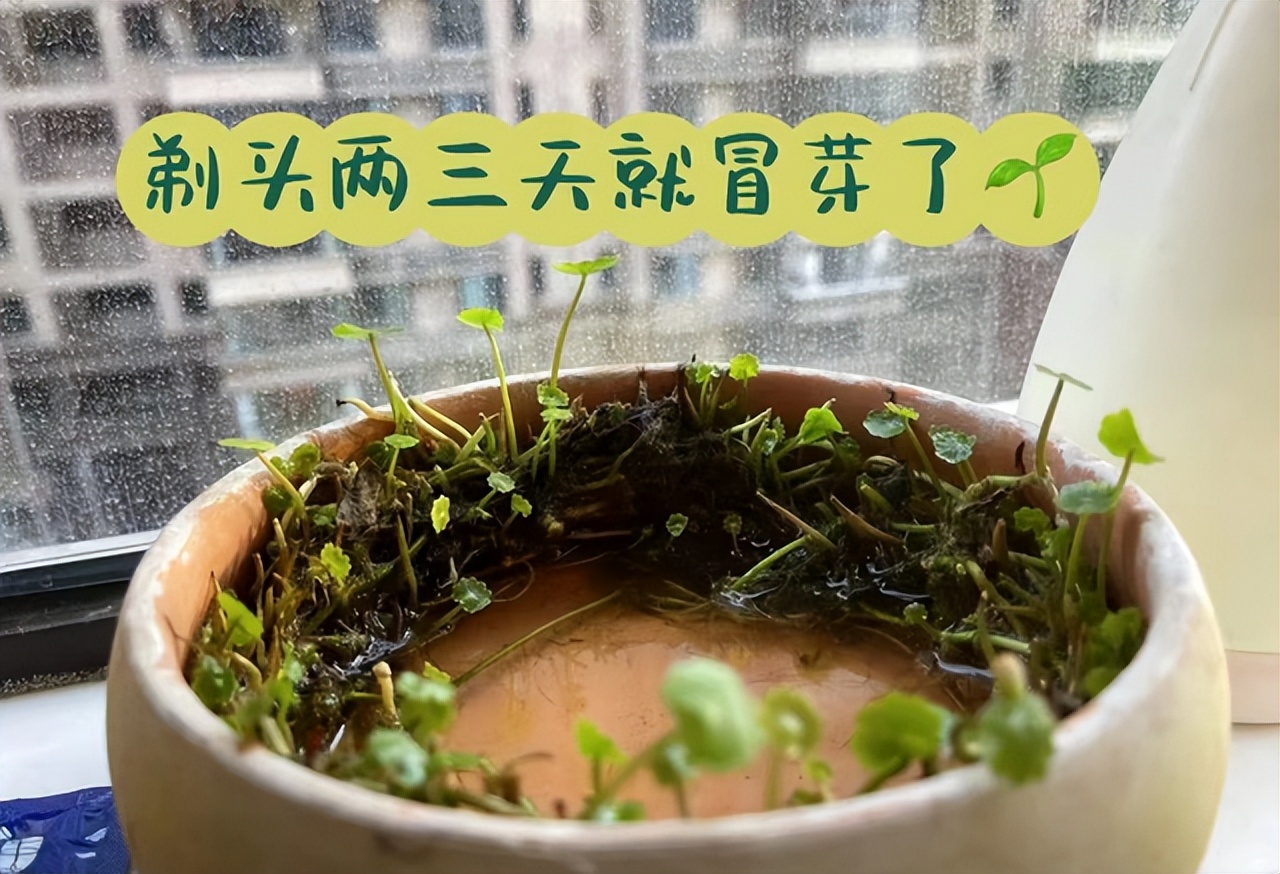 If you want to cultivate the "beauty" of copper money grass, you should ...