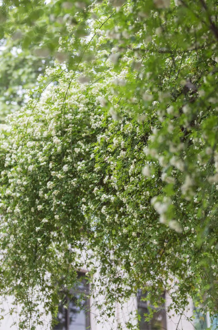 Appreciation: The Wind Gently Rolls the Clouds, and the Rain Falls to ...