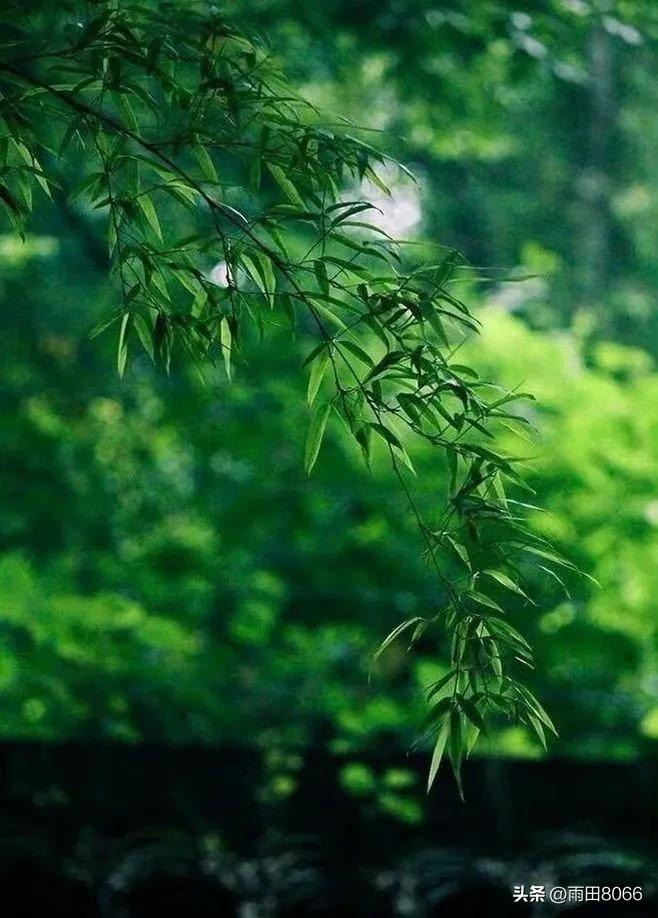 Appreciation and analysis of "Summer Night Chasing Coolness in Summer ...