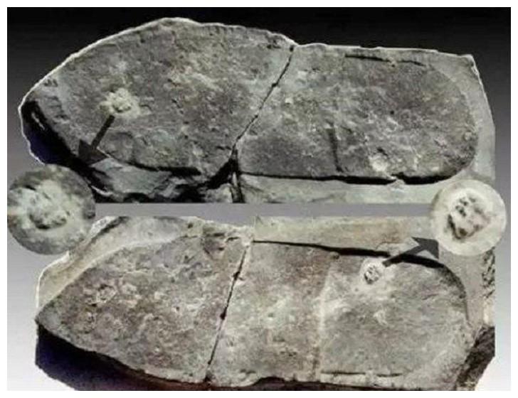 Human shoe print fossils 270 million years ago, is it Metaverse? Is it ...