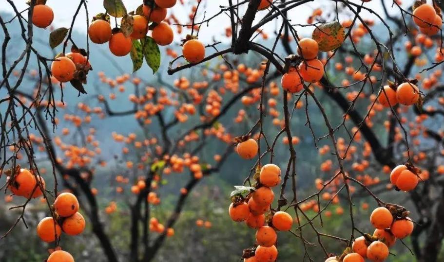 persimmons are red - iNEWS
