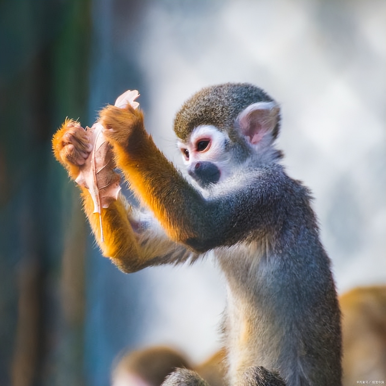 The World of Monkeys: Diversity, Behavior and Conservation - iNEWS