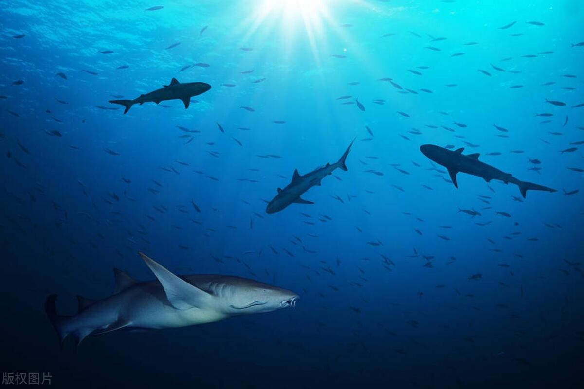 Why can sharks smell blood? - iMedia
