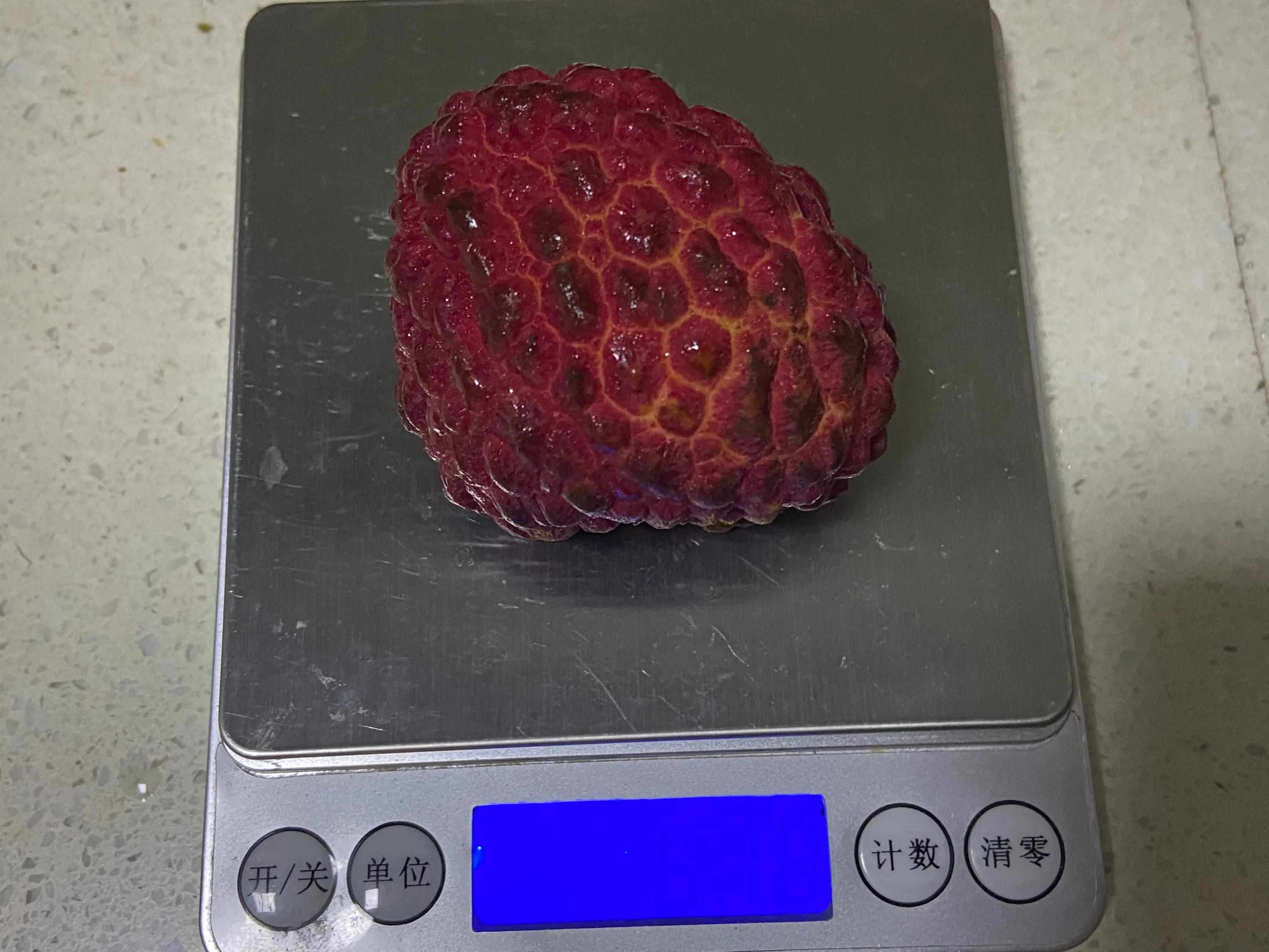 Lychee King is really big, but I advise you not to buy it - iMedia