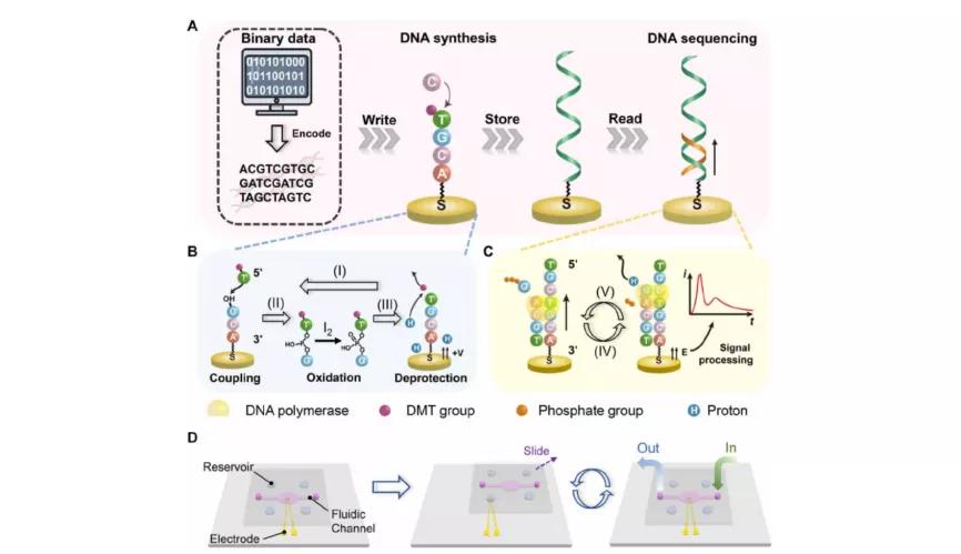Southeast University professors store school motto in DNA, laying the ...