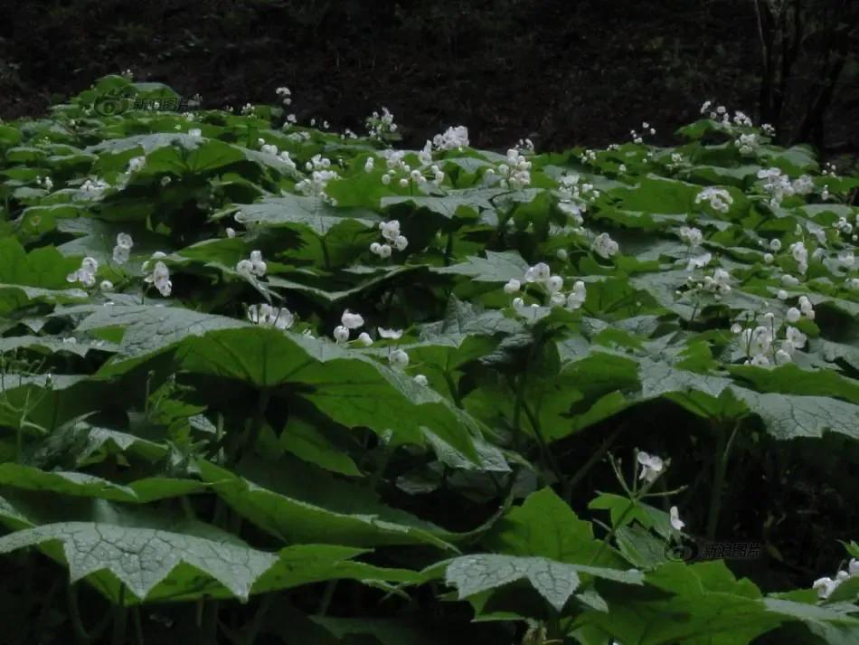 Mountain lotus - the flower that will disappear when exposed to water ...