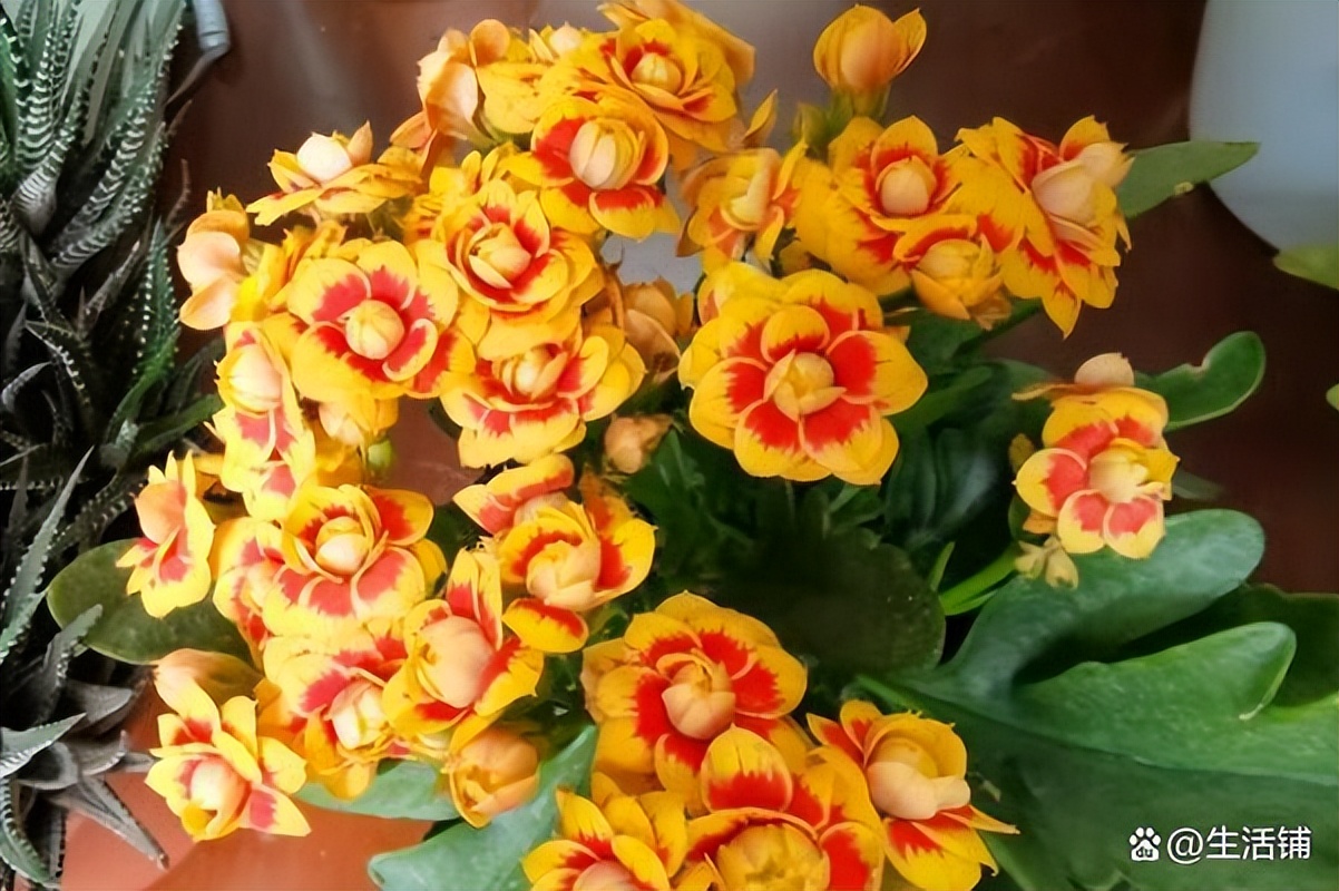 How does the longevity flower develop an old pile?5 simple steps to ...