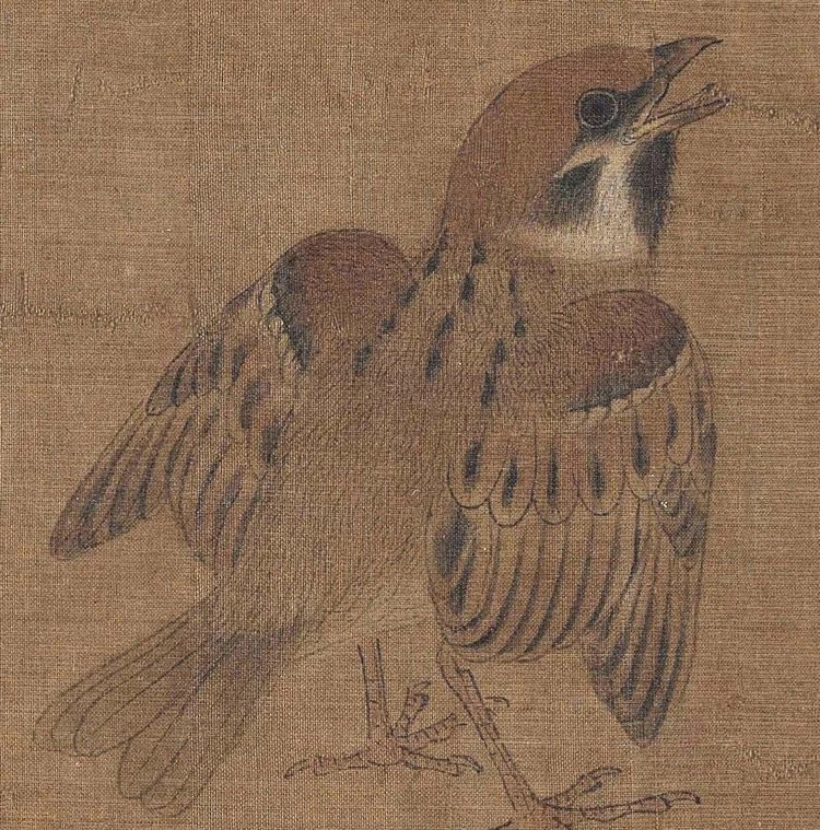 The Five Dynasties Huang Quan's "Sketch of Rare Birds": The beard and ...