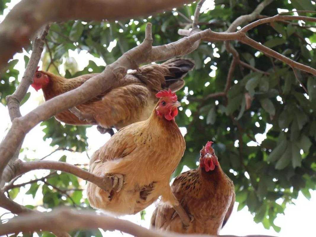 Scientists say new AI can translate chicken crows - iMedia