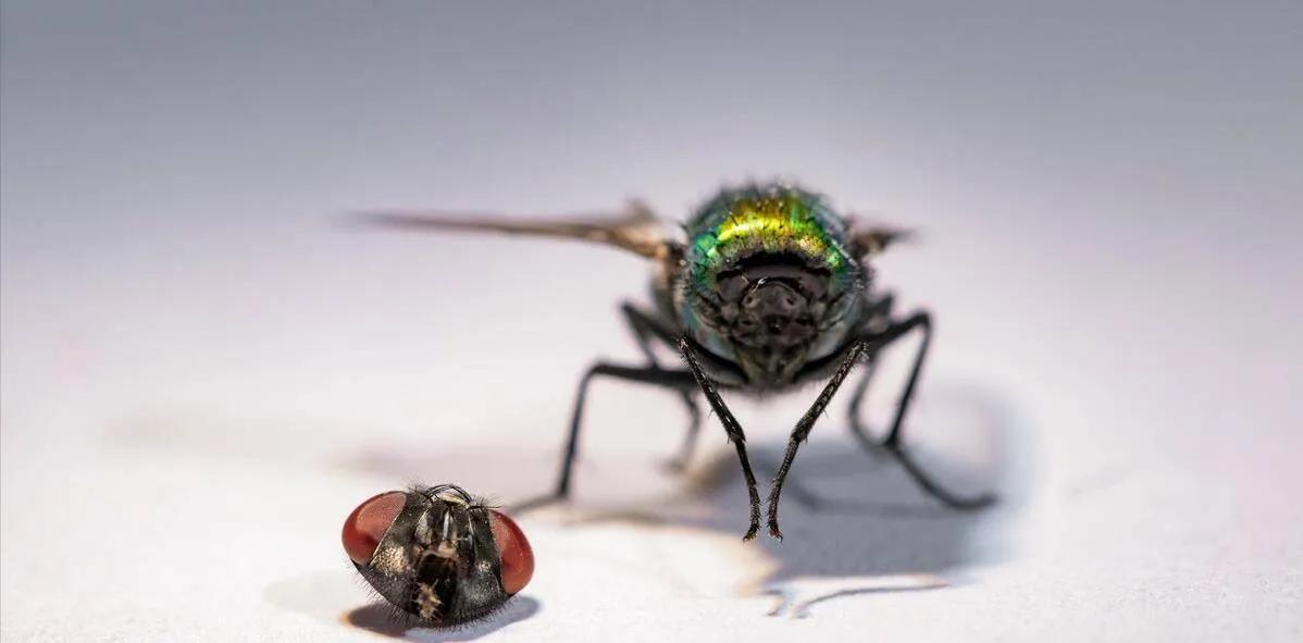 Incredible! The fly can turn its head down to play, and it can even ...