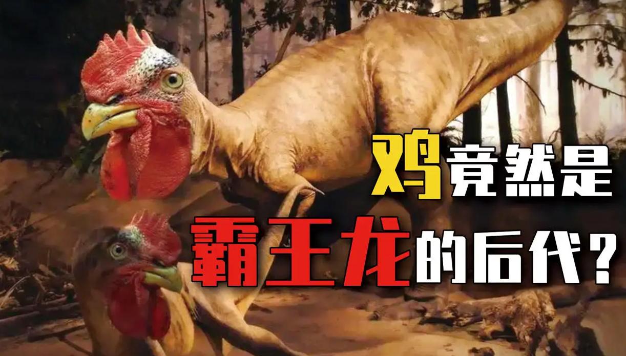Tyrannosaurus Rex Never Extinct, Makeover into Chicken?What is the ...