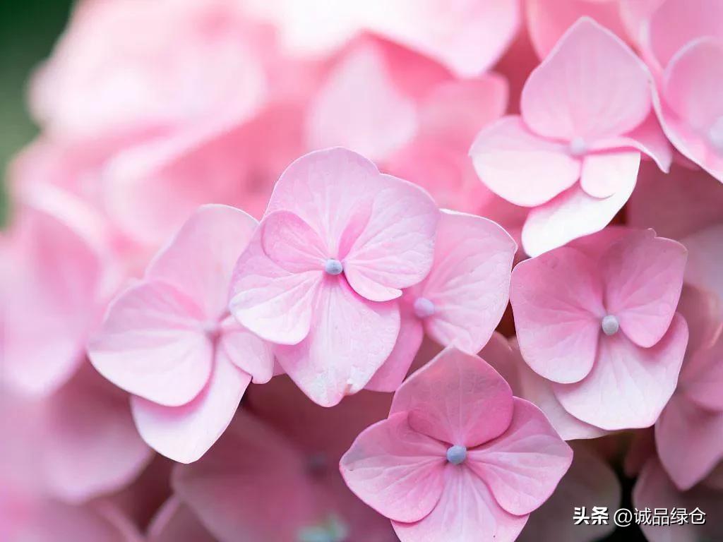 Can hydrangeas really attract ghosts? Uncover the surprising secret ...