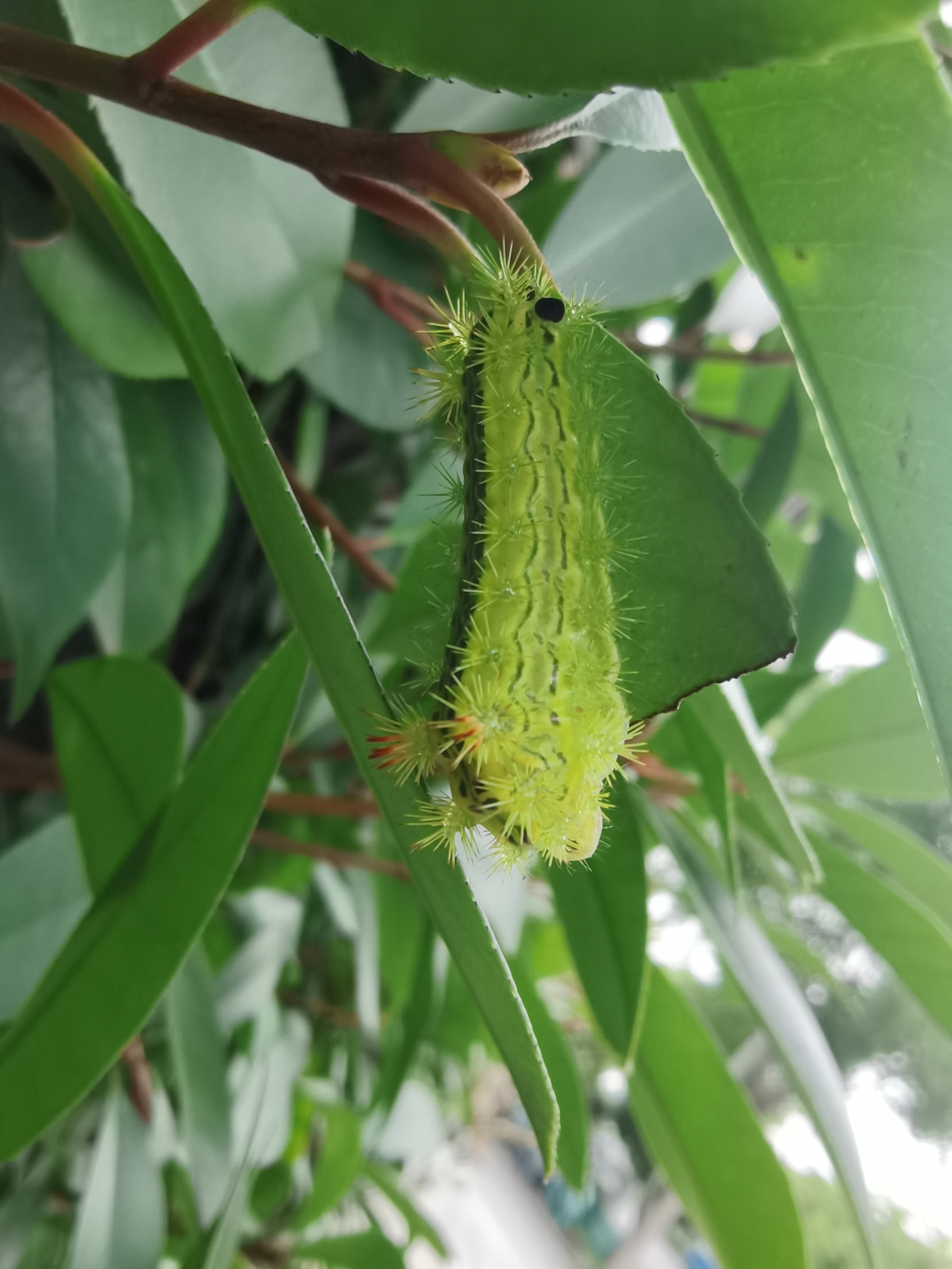 The hot child you hate -- Parasa (Latoia) lepida (Cramer, 1779) - iNEWS