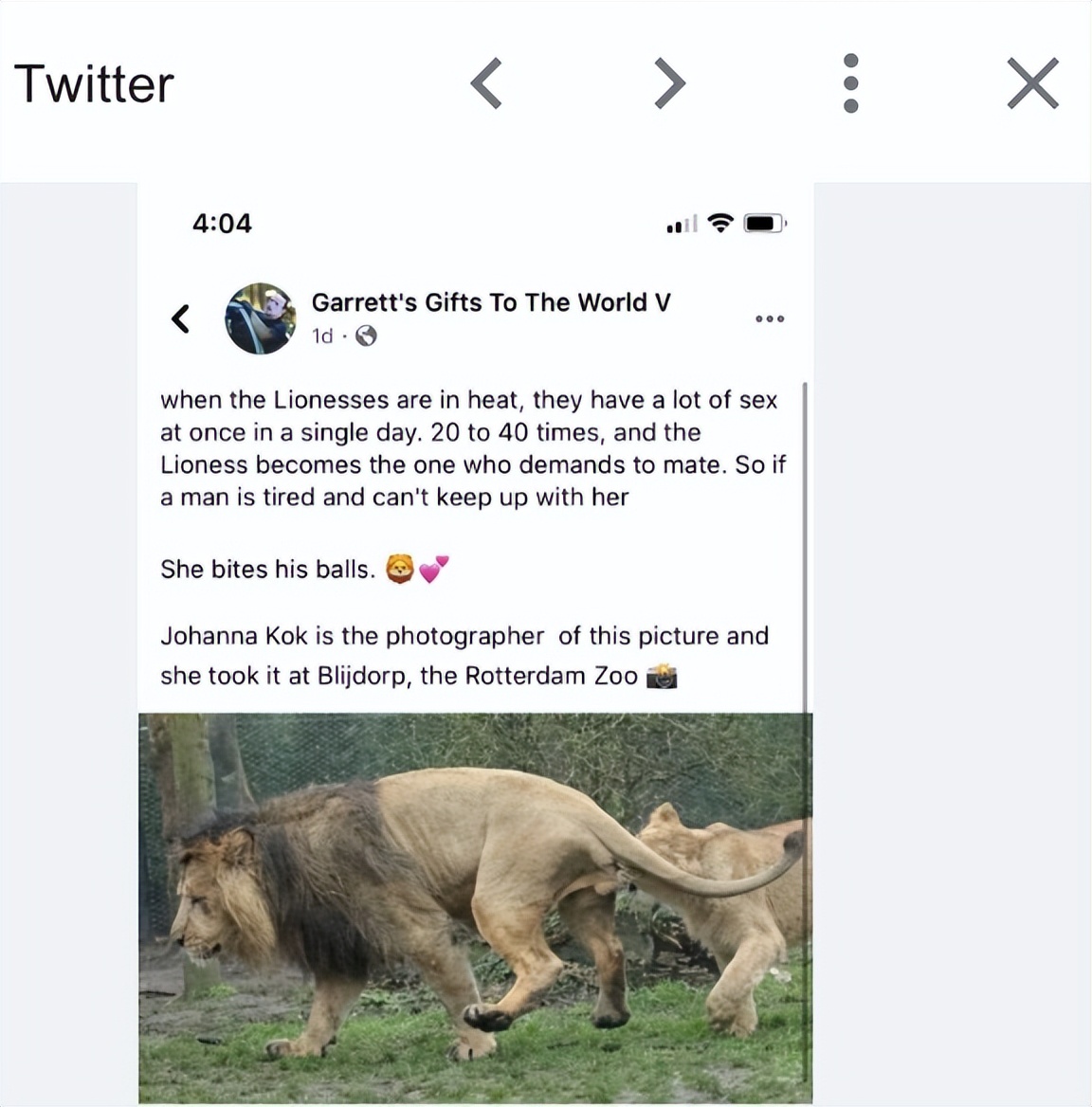 The lioness was in heat more than 40 times a day, and the male lion was ...
