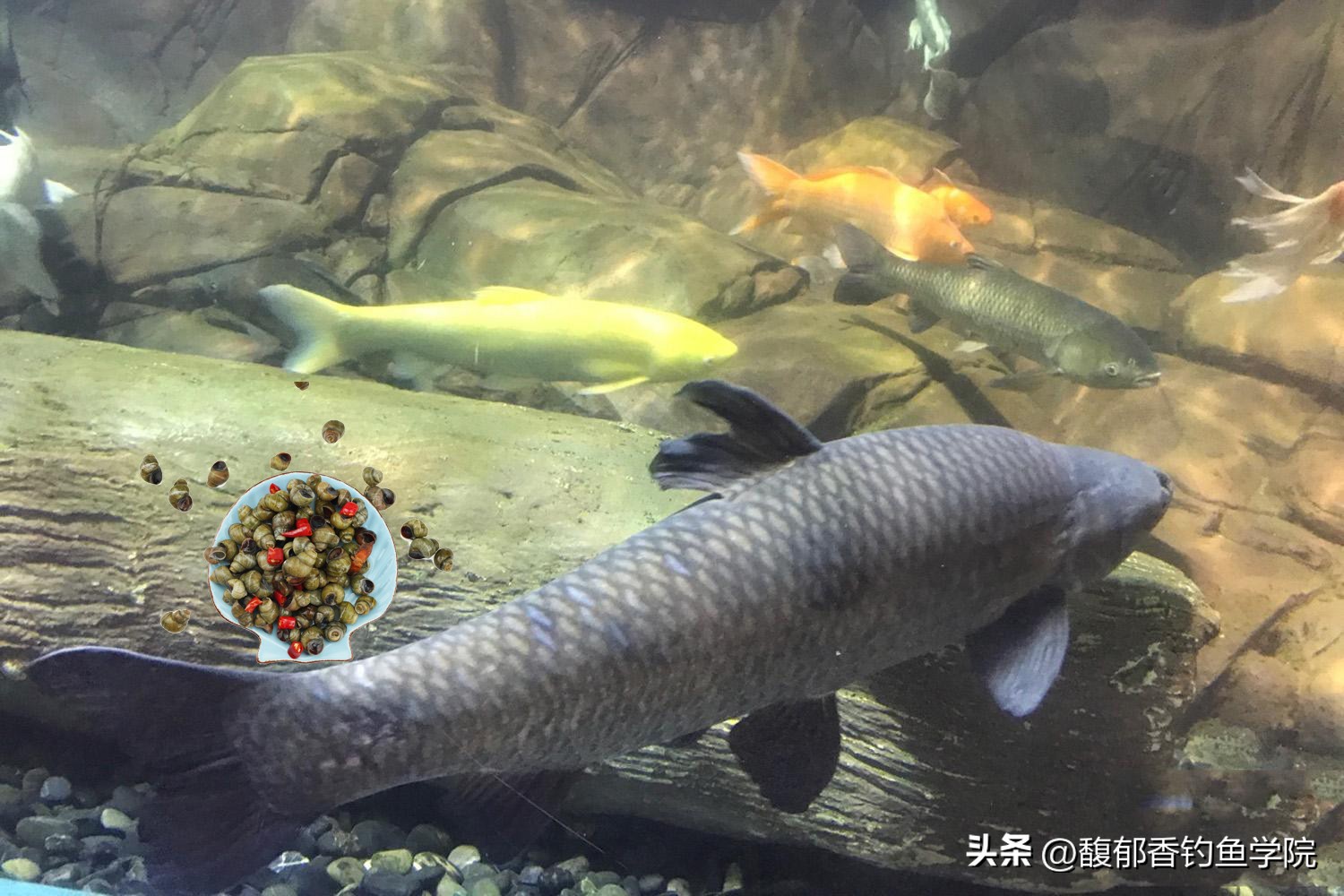 What kind of fish are affected by small fish nests?The specific impact ...