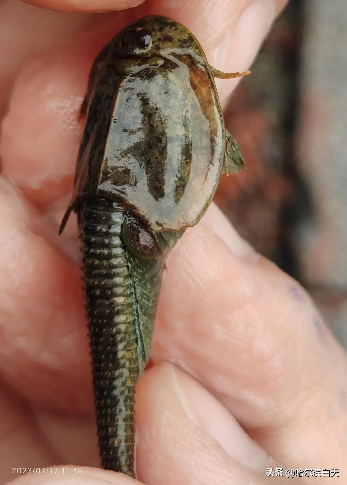 Three-eyed dinosaur shrimp in Pine Creek Park - iNEWS