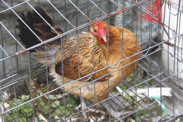 Rumor: Big strawberries and fried chicken will not cause precocious ...