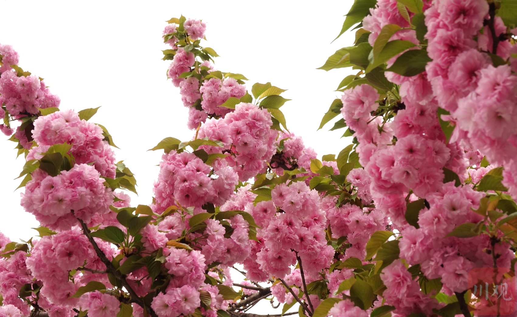 Cherry blossoms bloom on the streets of Chengdu - iNEWS