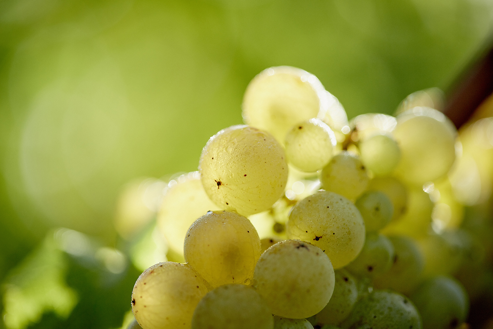 The Sweet Secret of Sauternes Noble Rot - iNEWS