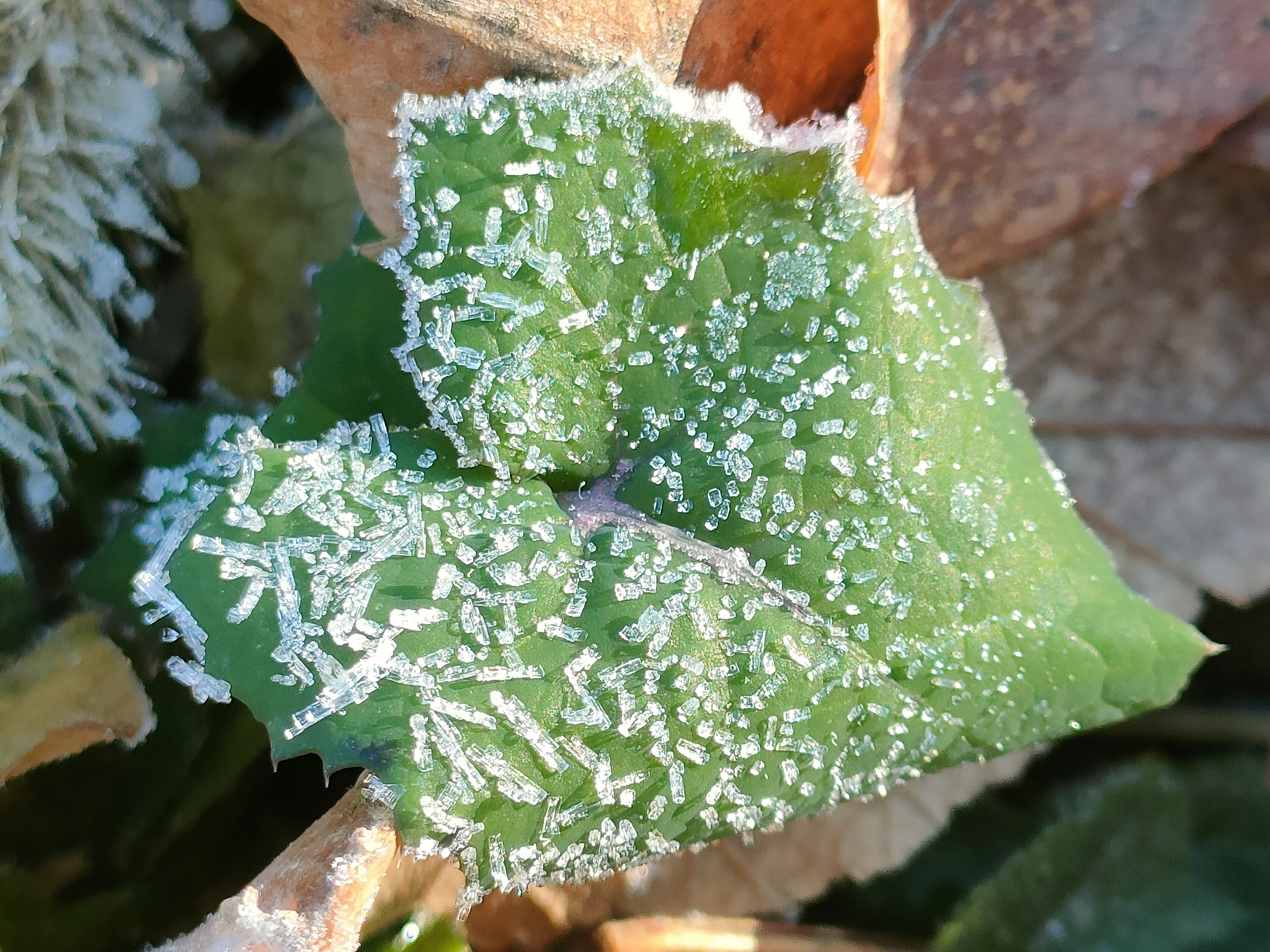 The frost crystal clear under the macro lens is too beautiful - iNEWS